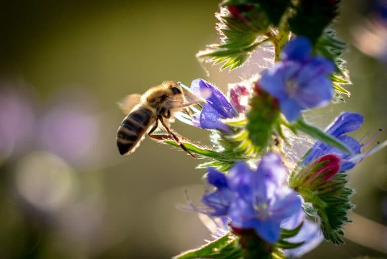 Bay Area California Native Bee Friendly and Butterfly Gardens