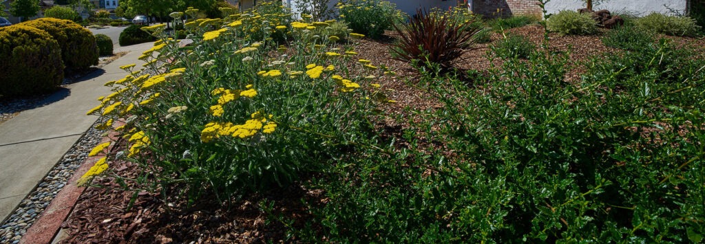 Bay Area Drought Tolerant Landscape Designer