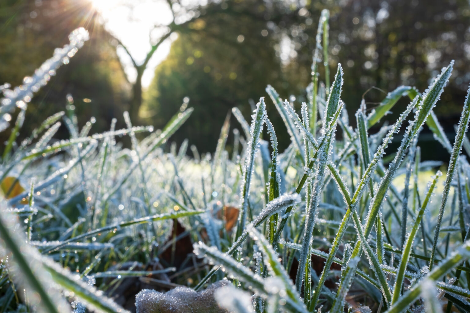 Winter Landscaping Ideas for Bay Area Homes