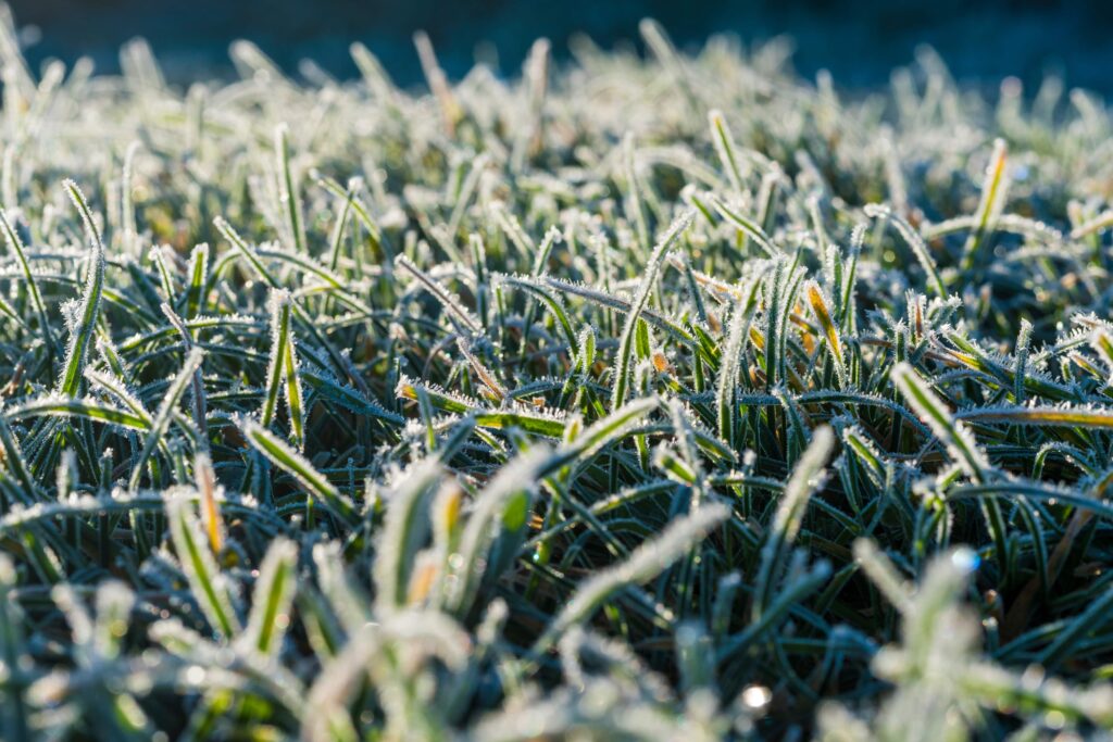 How to Winterize Your Lawn in the Bay Area | Opulands